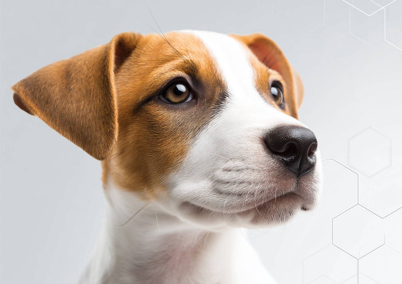 New Monoclonal Antibody Approved for Dogs with Atopic Dermatitis ...