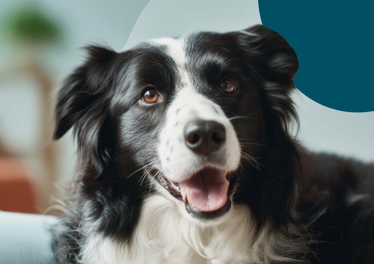 Managing Dental Disease for Healthier Pets - Pulivarthi Group