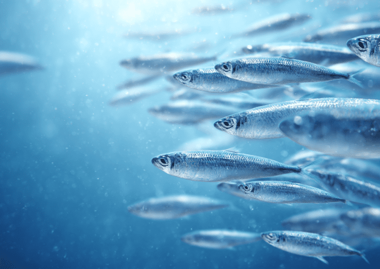 FDA Approves New Antiparasitic Drug for Fish - Pulivarthi Group